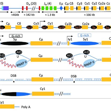 Class Switch Recombination At The Immunoglobulin Heavy Chain Locus A Download Scientific