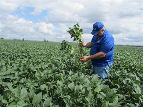 The 1 Hidden Soybean Yield Problem