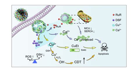 Dendritic Cu2 Doped Ca2sio4 Nanosphere For Cancer Therapy Via Double