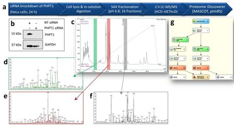 Workflow For Unbiased Phosphoproteomics A Schematic Representation Download Scientific