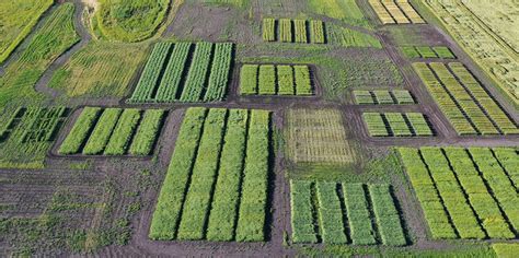 small plot crop research