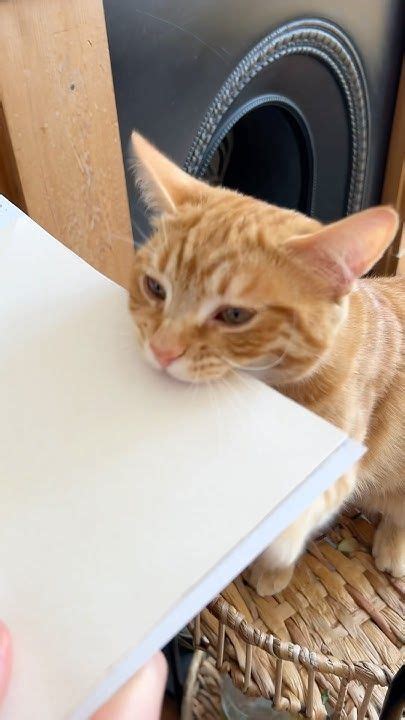 Office Assistant Cat In 2025 Cat Feline Assistant Cat Crazy Cats