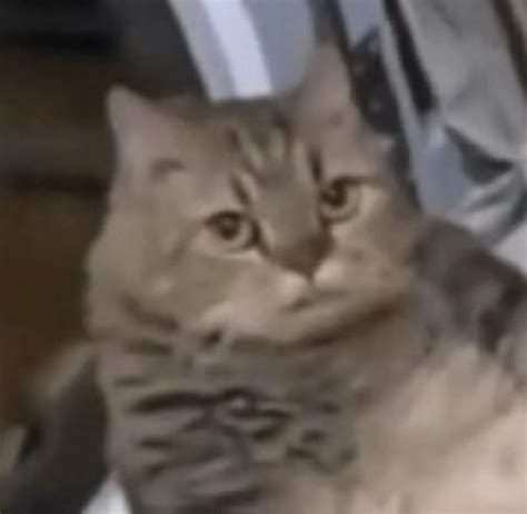 Пин от пользователя Dylan на доске Quick Saves в 2025 г Милые детеныши животных Смешные