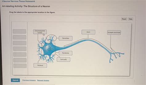 Solved Exercise 14 Review Sheet Nervous Tissue Drag The