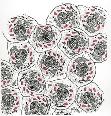 Mitochondrial Mystery Demystified Broad Institute
