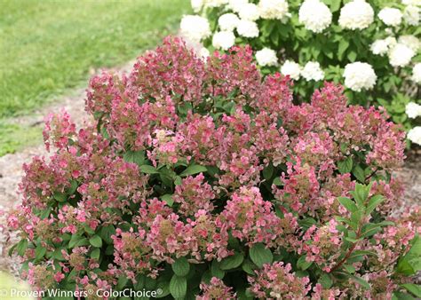 Little Quick Fire® Panicle Hydrangea Hydrangea Paniculata Proven