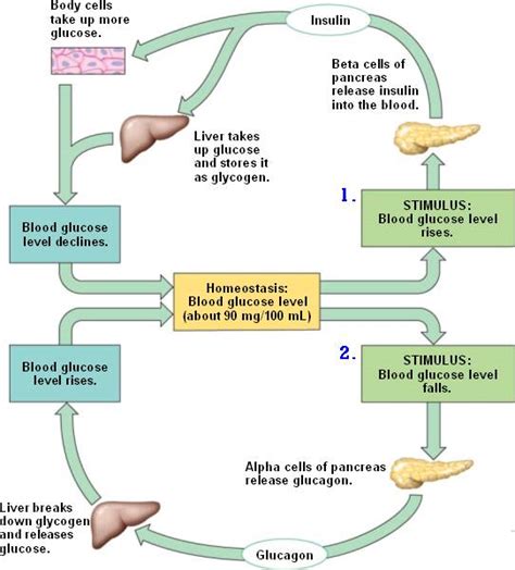 Feedback Loop Example Body At Bryan Hanes Blog