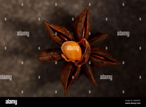 print ready macro spice portrait of star anise illicium verum showing