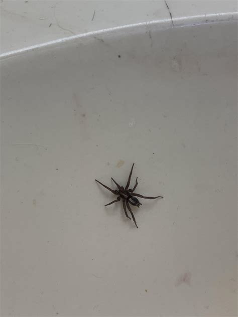 Herpyllus Ecclesiasticus R Spiders