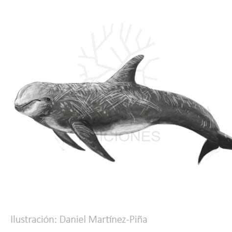 Delfín De Risso Museo Ediciones Biblioteca Gráfica De La Fauna Chilena