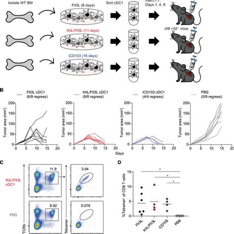 Kitlflt3l Type 1 Conventional Dc Cdc1 Can Produce Il‐12 And Can