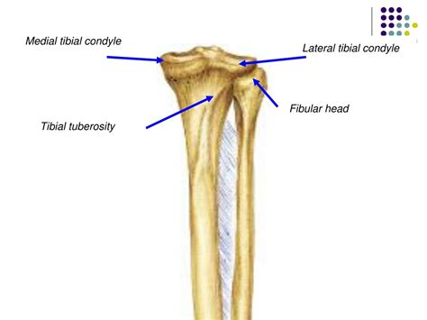 Tibia Medial Condyle Pocket Anatomy