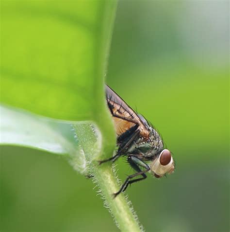 Genus Thoracites · Inaturalist
