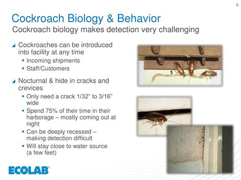 Ppt Ecolab Cockroach Program Powerpoint Presentation Free Download