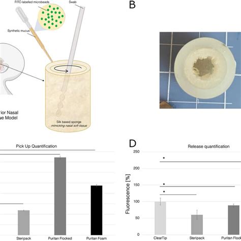Swab Characterizations A Anterior Nasal Tissue Model Comprising A