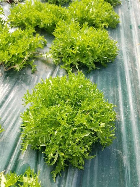 충실농장 꽃보다 채소~~ 돈보다 건강~~ 겨울햇살 받으며 무럭무럭 자라는 채소들입니다 찬바람에