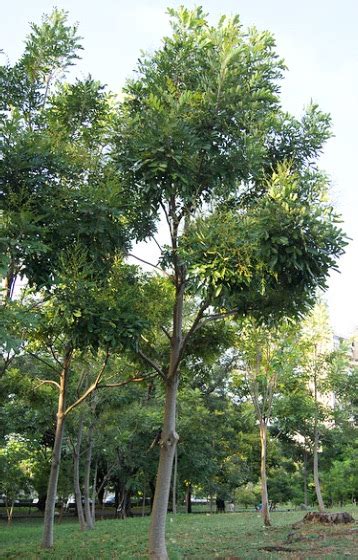 Paradise Tree Simarouba Glauca For Sale In Florida Treeworld Wholesale