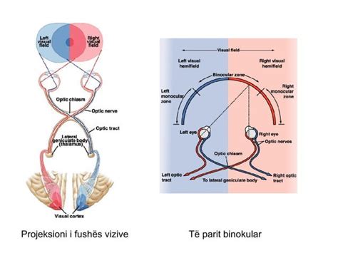 Fiziologjia E Syrit Pps