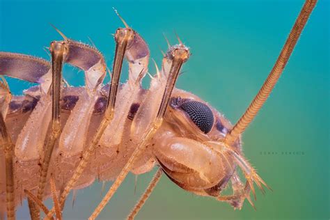 Centipede Under A Microscope