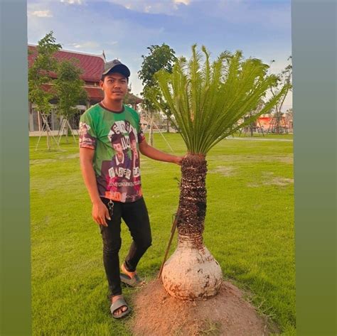 លក់ដើមប្រង់ខ្មែរ