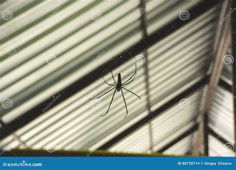 Spider With Sky And Roof In The Background Royalty Free Stock Image