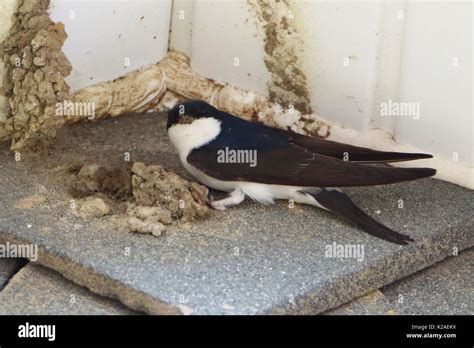Mud Bird Nest Hi Res Stock Photography And Images Alamy
