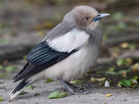 White Shouldered Starling Ebird