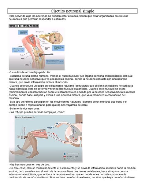 Circuito Neuronal Simple Pdf