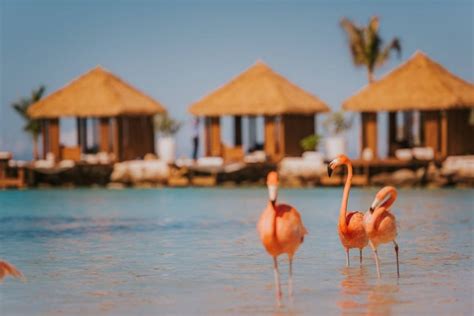 9 Most Romantic Aruba Resorts For Couples Visit Aruba Blog