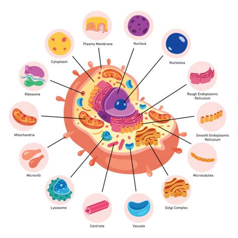 Under The Microscope Lesson 3 Cell Organelles 6th Grade Quiz Wayground
