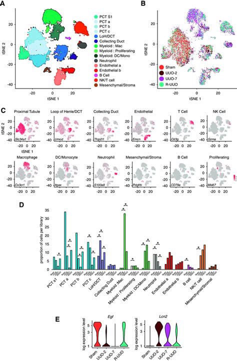 Scrna Seq Analysis Identifies Discrete Renal Cell Types With Dynamic