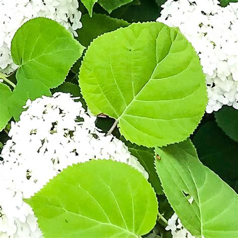 Types Of Hydrangeas And How To Identify Them Gardener S Oasis Hydrangea Petiolaris Types