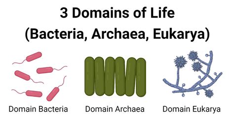 Types Of Archaea