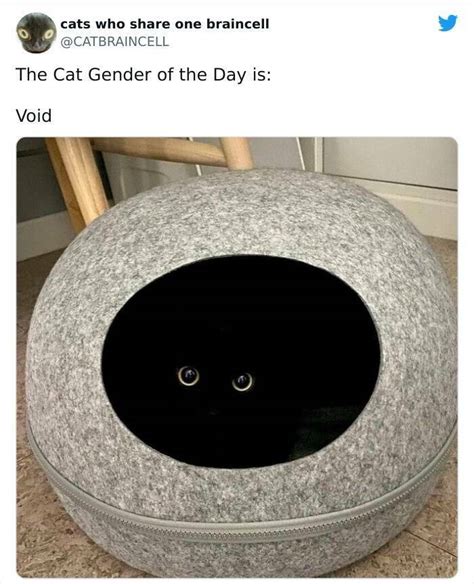 48 Photos Of Cats Who Share One Brain Cell Barnorama