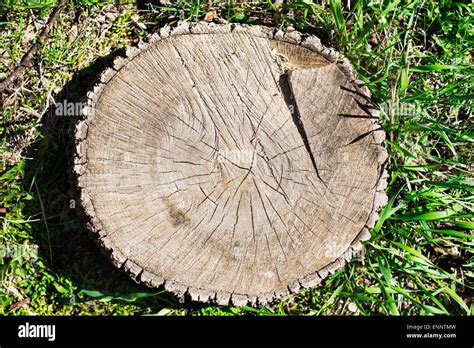 Tree Rings Of Stump Among The Grass Stock Photo Alamy