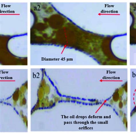 The Effect Of Different Pore Throat Sizes 10 μm And 50 μm On The Download Scientific Diagram