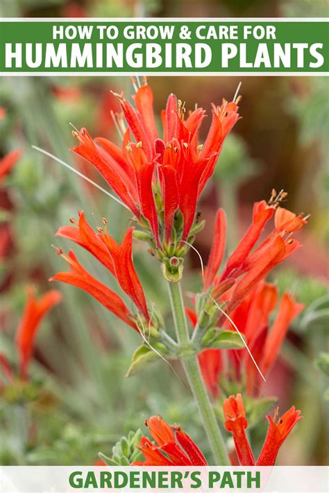 How To Grow Hummingbird Plants Firecracker Plants