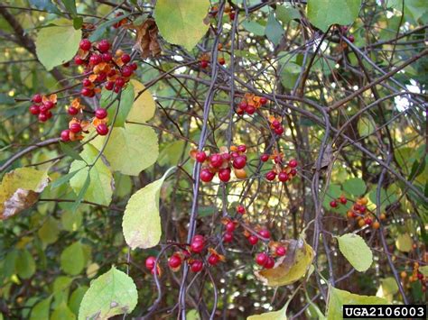 Invasive Plant Alert — Dickeyville In Baltimore