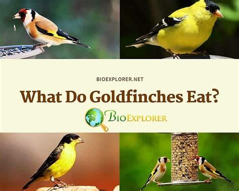 What Do Otters Eat Otters Diet By Types What Eats Otters