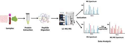 Protein Ptms Identification Service Mtoz Biolabs
