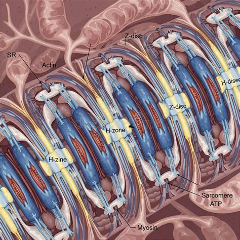 Fiber Key Elements Include Actin Filaments Thin Blue Myosin Filaments