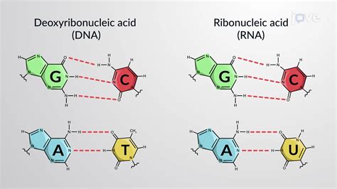 Nucleotides And Nucleic Acids
