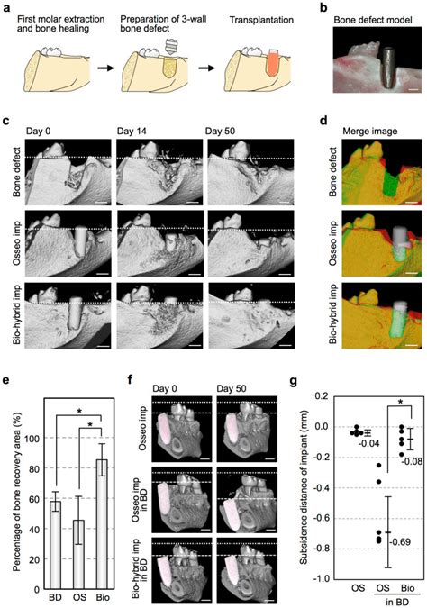 A Schematic Representation Of The Development Of A Murine 3 Wall Bone
