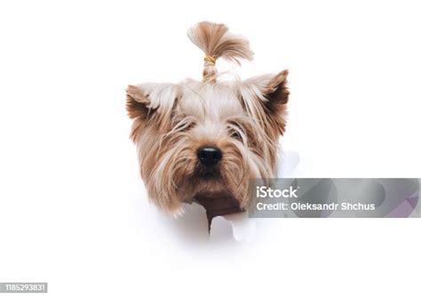 흰색 찢어진 종이 배경에 구멍을 통해 오래된 강아지의 머리 요크셔 테리어 수평 스튜디오 이미지 복사 공간 스파이 호기심과 스누핑의 개념 개에 대한 스톡 사진 및 기타 이미지