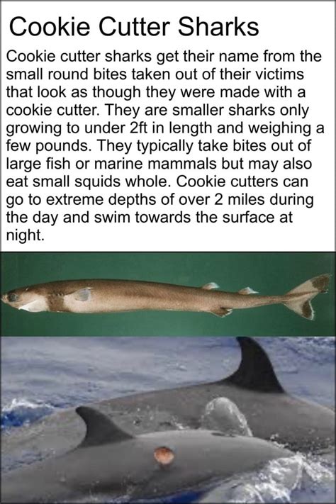 Cookie Cutter Sharks Cookie Cutter Sharks Get Their Name From The Small