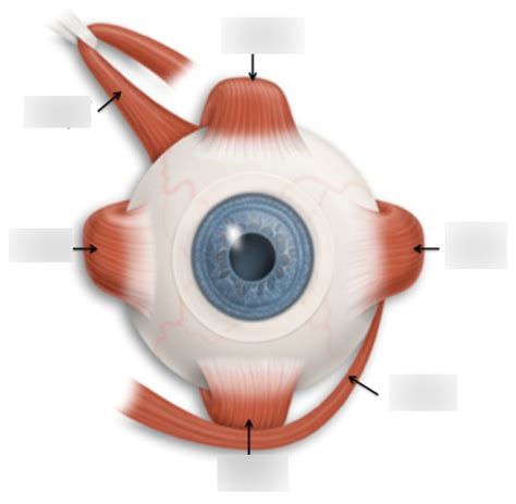Diagram Of 6 Extraocular Muscles Quizlet