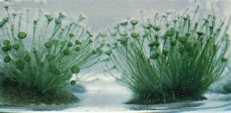 Algae Definition Characteristics Classification Examples And Facts Britannica