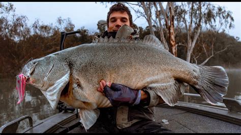 Meter Cod Mayhem In Eildon Big Catches And Live Sonar Tactics Revealed