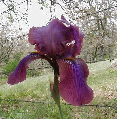 Arilbred Iris Iris Sheriffa In The Irises Database