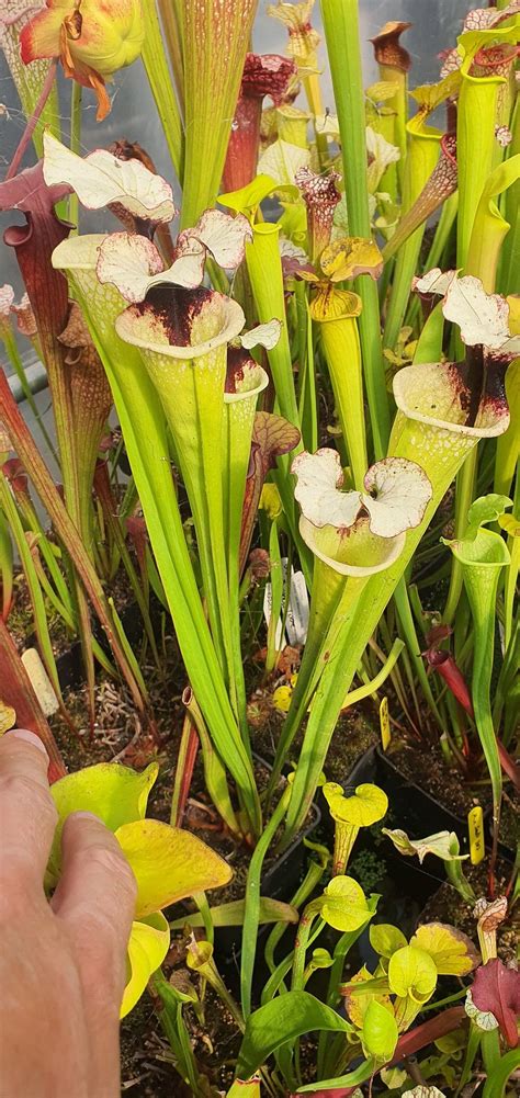 Leah Wilkerson X Adrian Slack Own Crossing Obh90 Sarracenia Addiction